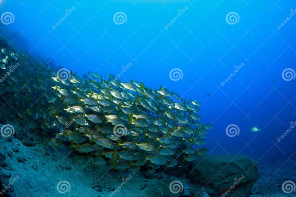 Shoal of Silver Fish Move Underwater Stock Image - Image of ocean ...