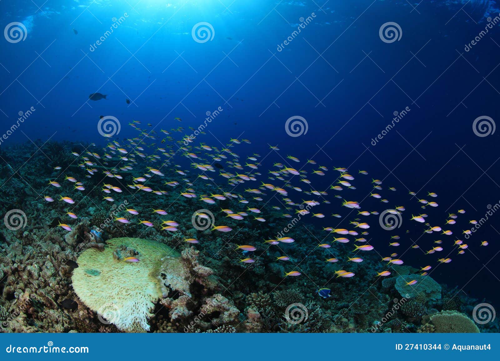 Shoal of small fish stock photo. Image of beautiful, marine - 27410344