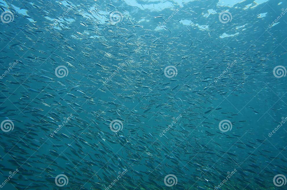 Shoal of Small Fish in the Ocean Stock Photo - Image of small, school ...
