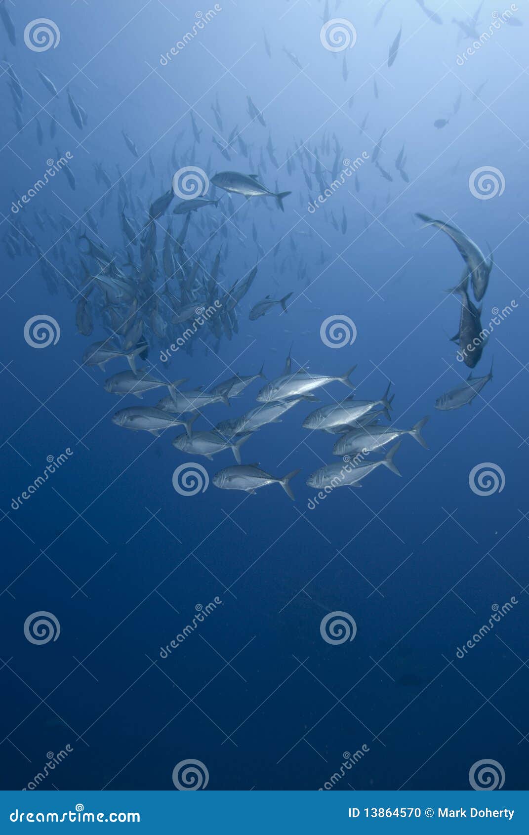 Shoal of tropical fish stock photo. Image of trevally - 13864570