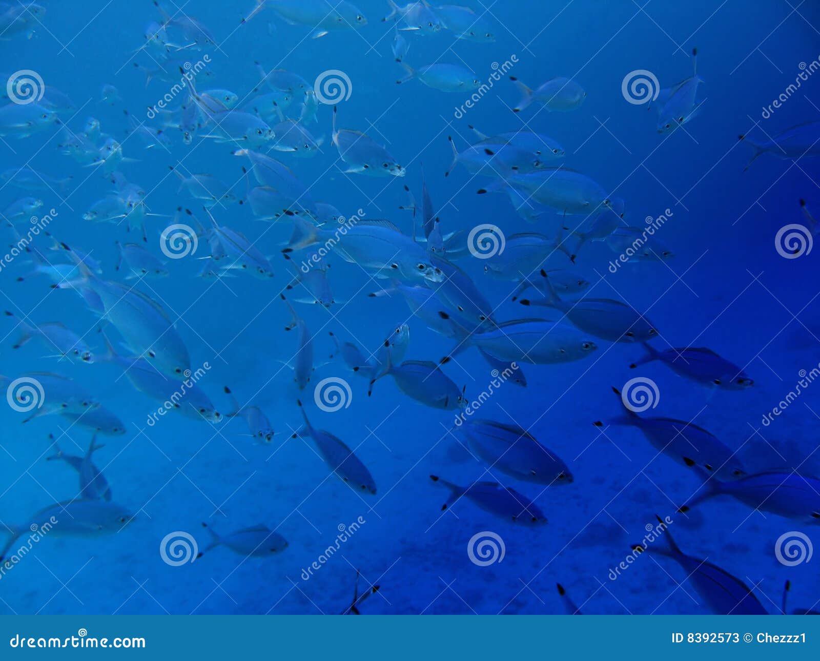Shoal of tropical fish stock image. Image of swimming - 8392573