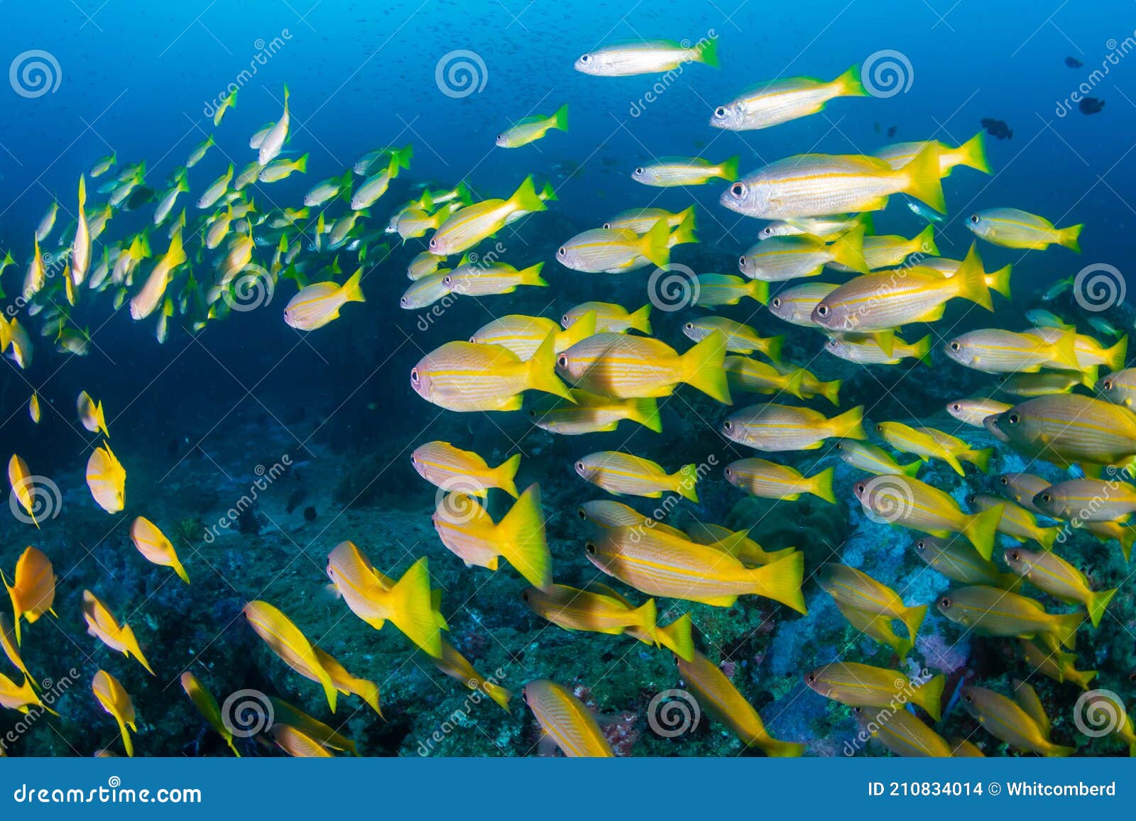 Shoal Of Tropical Fish In Shallow Crystal Clear Sea Water. Rastrelliger ...
