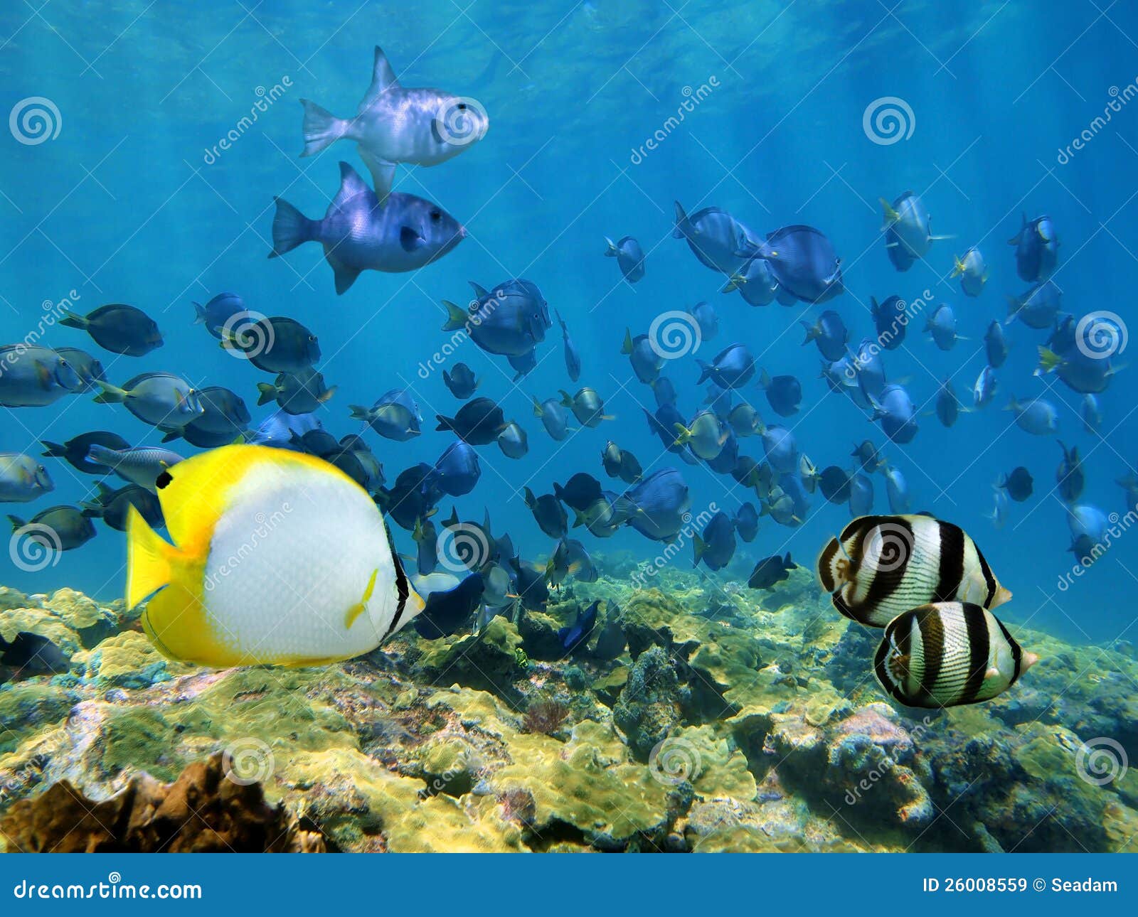 Shoal of Tropical Fish Over a Coral Reef Stock Image - Image of light ...