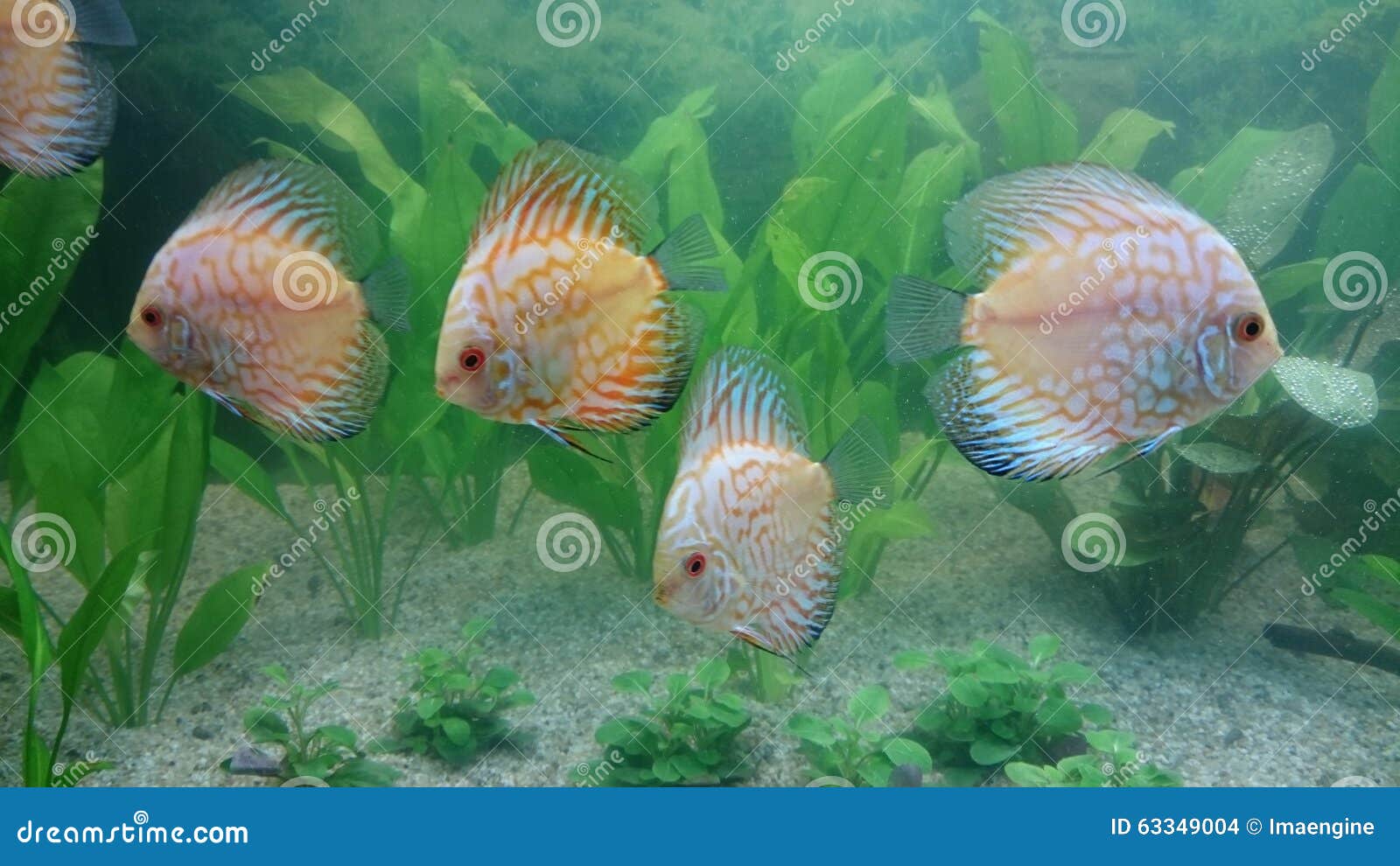 Shoal of White Leopard Discus Fish Stock Photo - Image of aquatic ...
