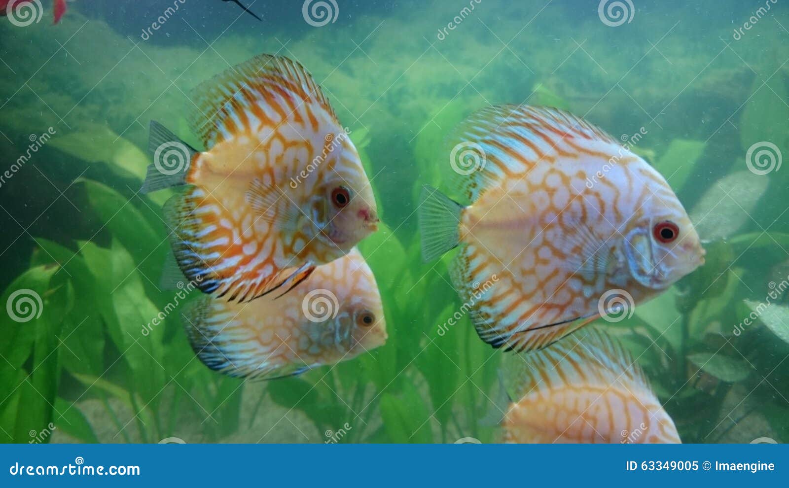 Shoal of White Leopard Discus Fish Stock Image - Image of wildlife ...