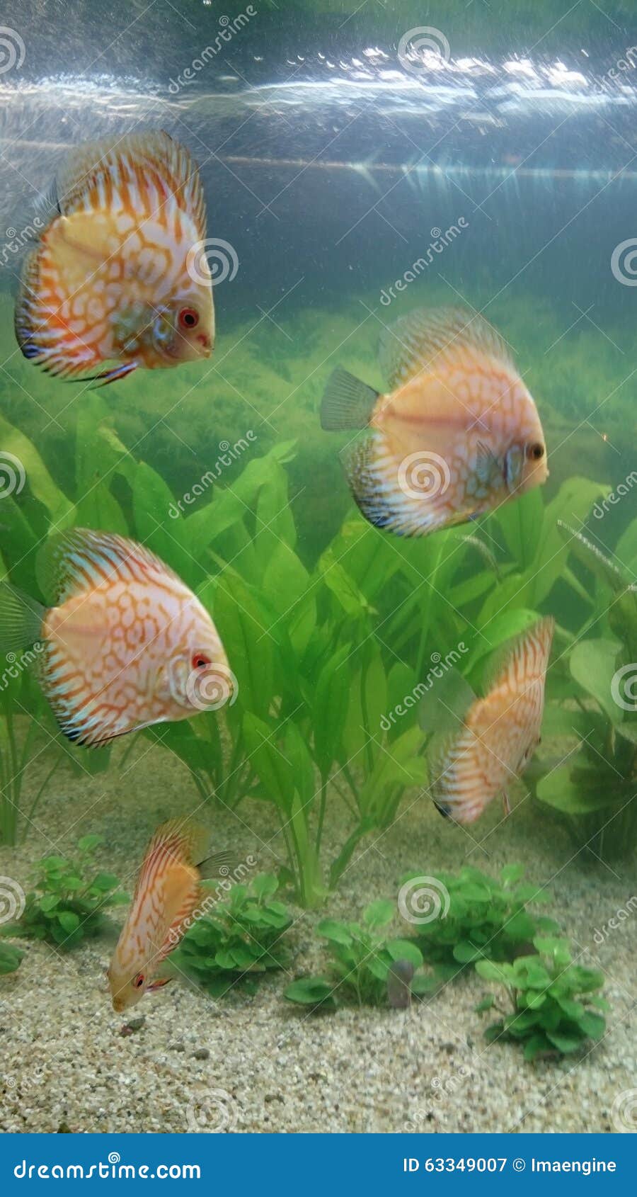 Shoal of White Leopard Discus Fish Stock Image - Image of discus ...