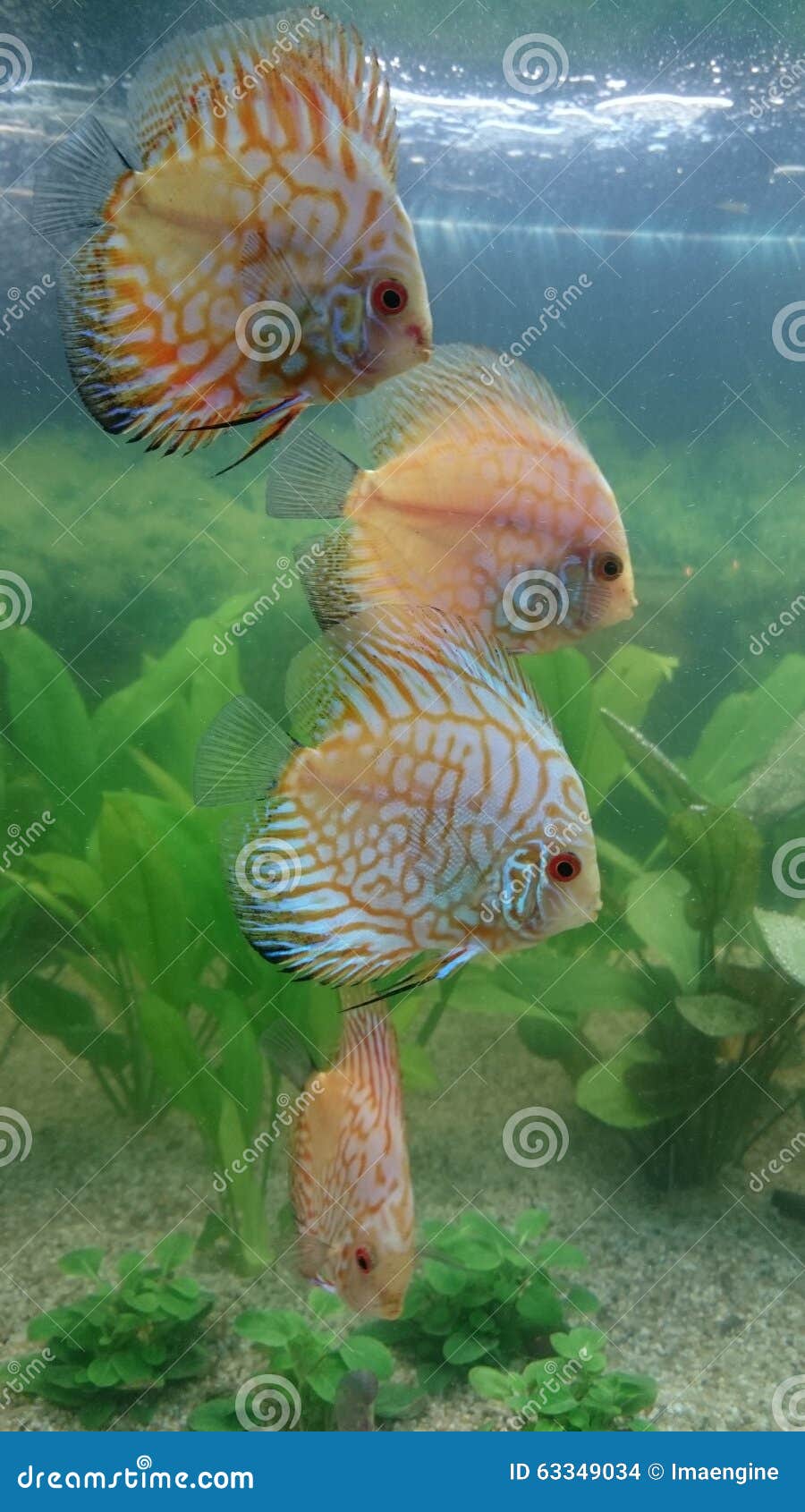 Shoal of White Leopard Discus Fish Stock Photo - Image of amazon, gill ...