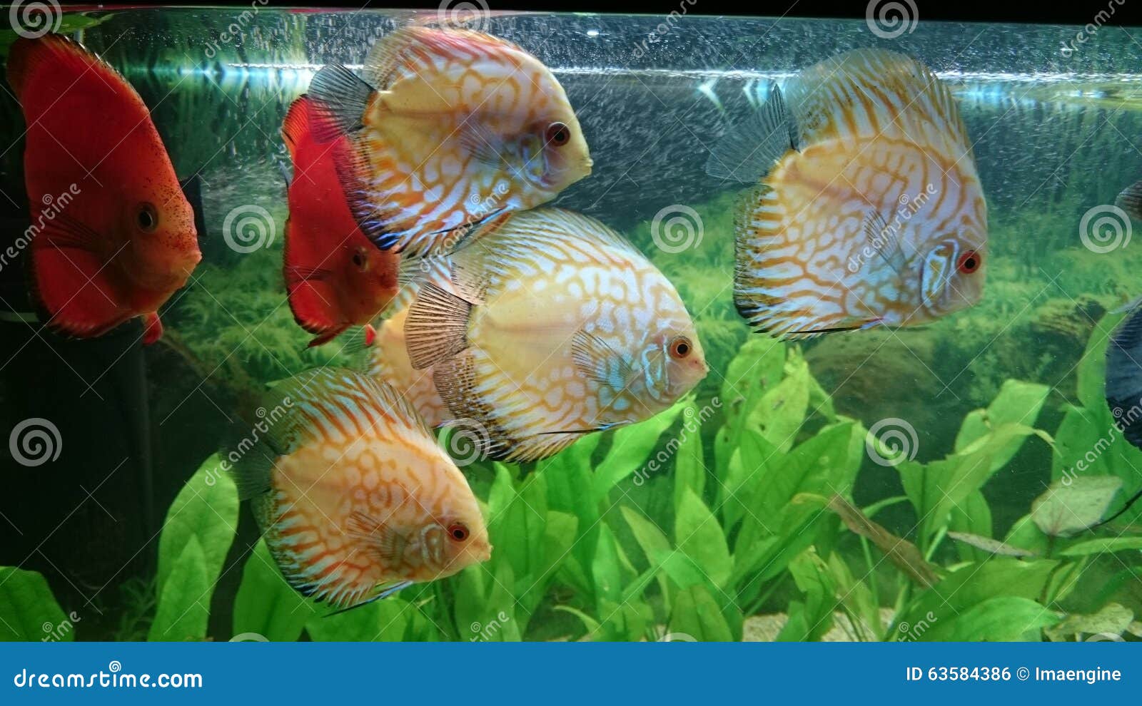 Shoal of White Leopard Discus Fish Stock Photo - Image of colored ...