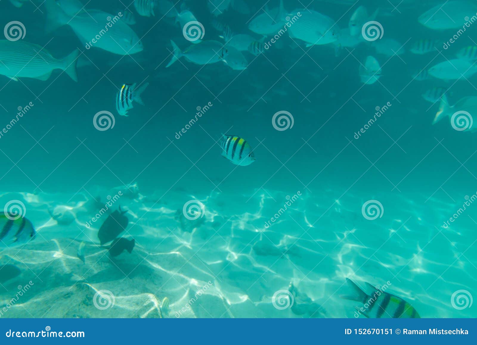 Shoals of Fish Under Water in the Ocean. the Sun`s Rays Rush To the ...