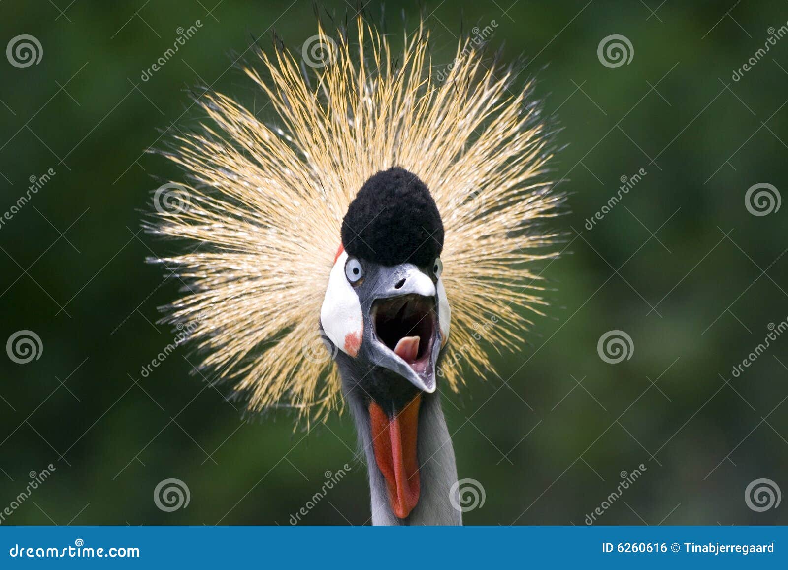 Shock! stock photo. Image of scare, nightmare, fright - 6260616