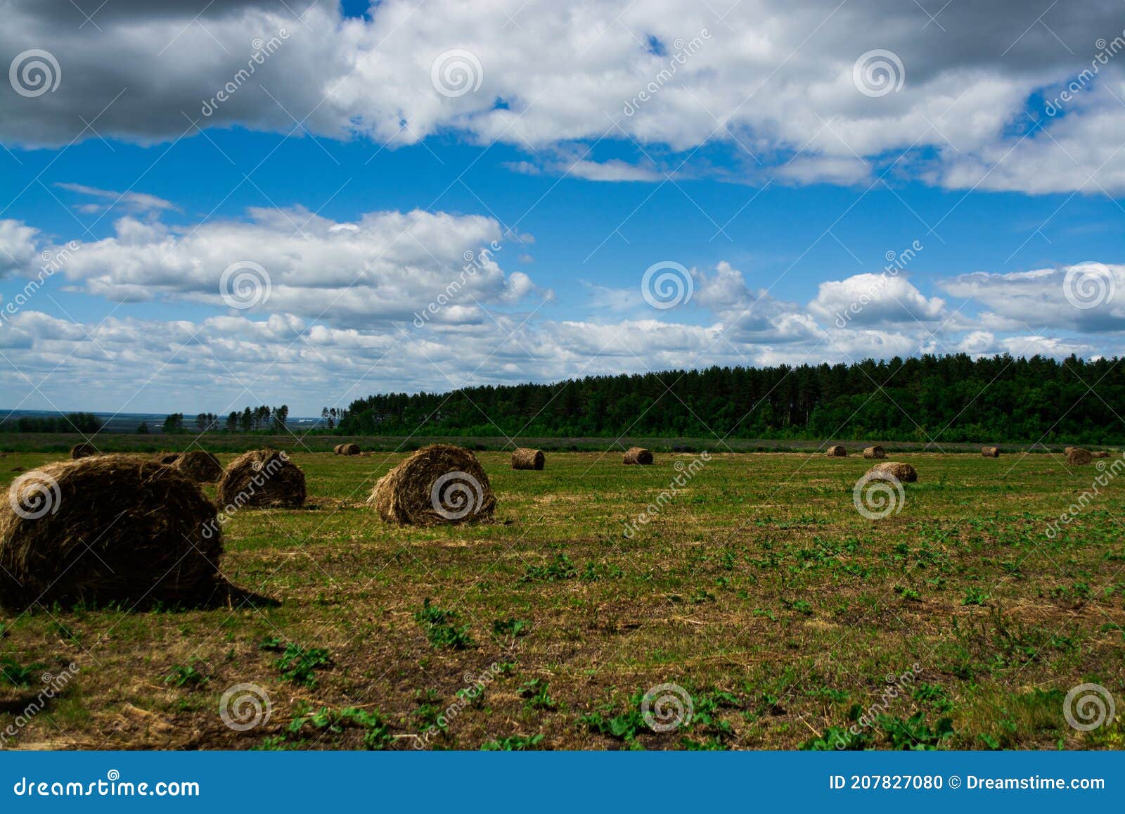 A Shock of Hay on the Field Stock Photo - Image of tranquility, feed ...