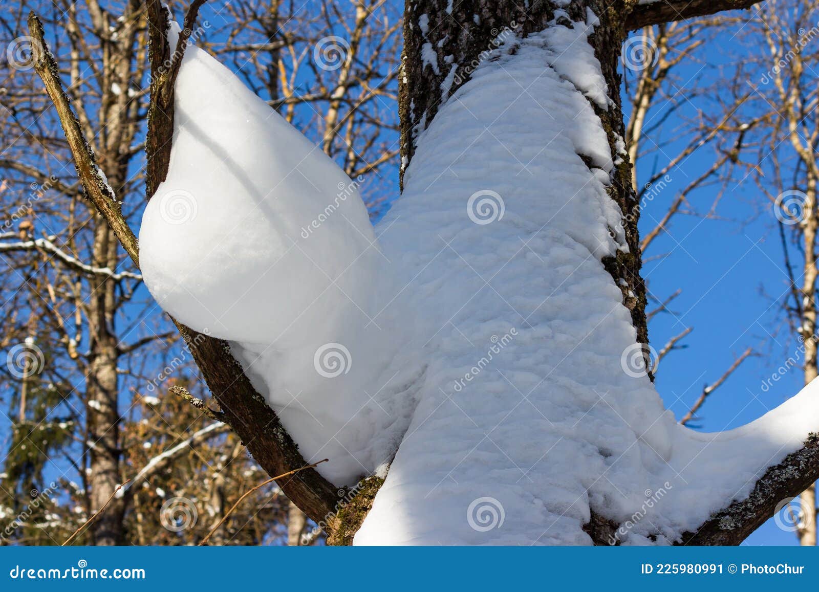 A Shock of Snow on a Tree in a Winter Forest Stock Image - Image of ...