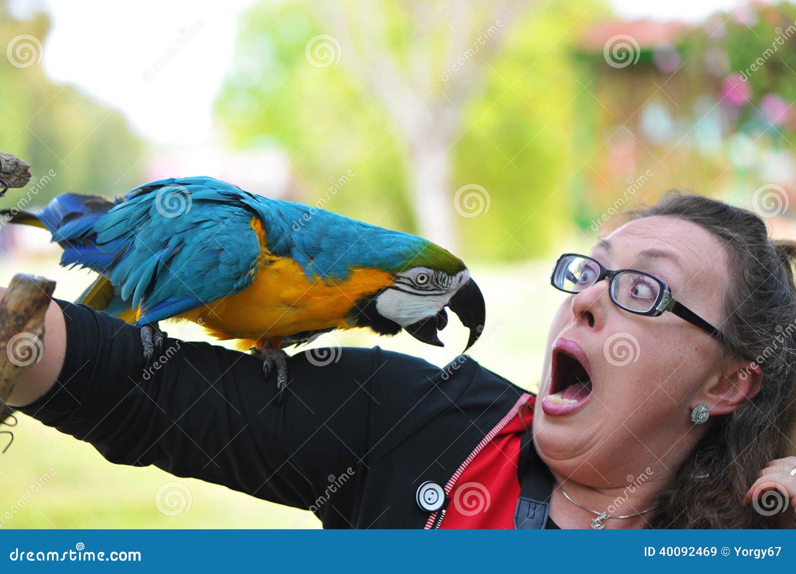 Shock stock image. Image of feathers, expression, parrot - 40092469