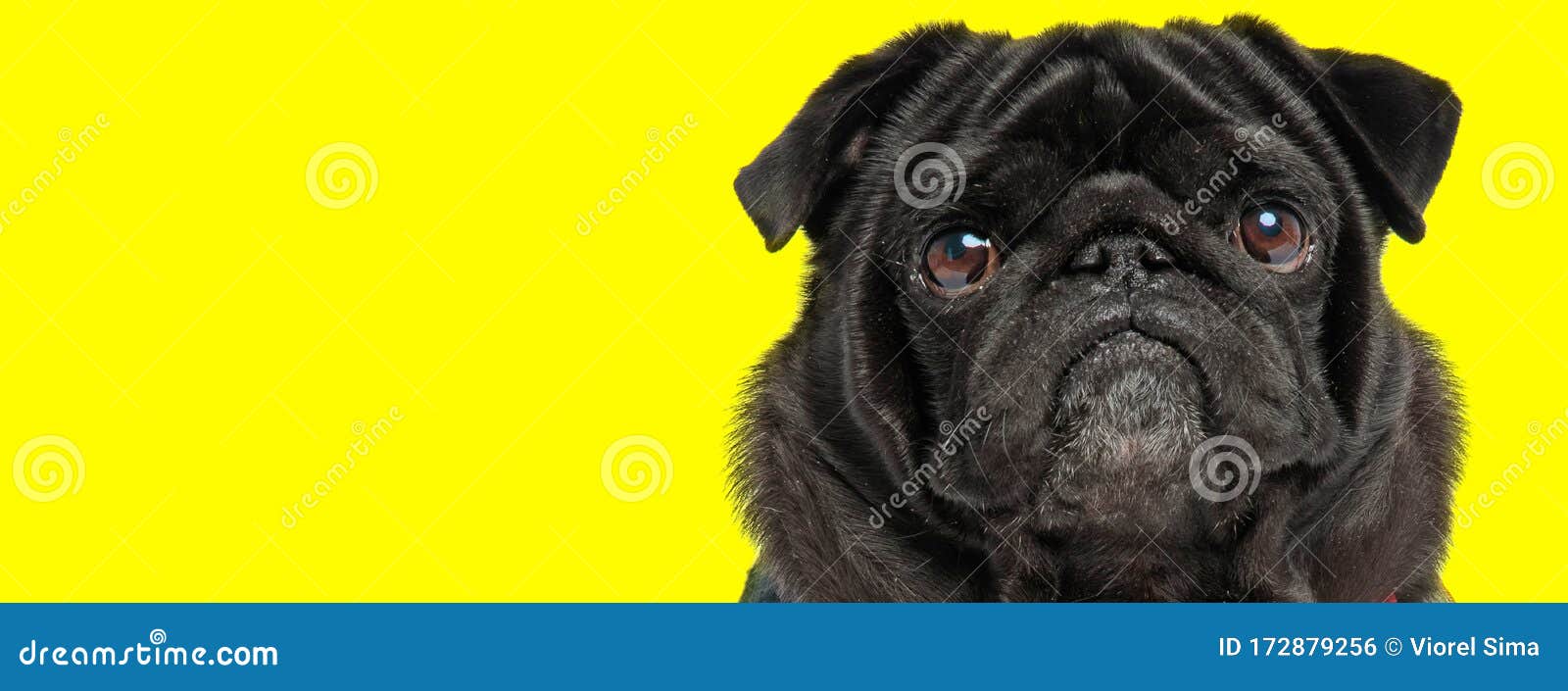 Shocked Black Pug Looking Funny Stock Photo - Image of mouth, face ...