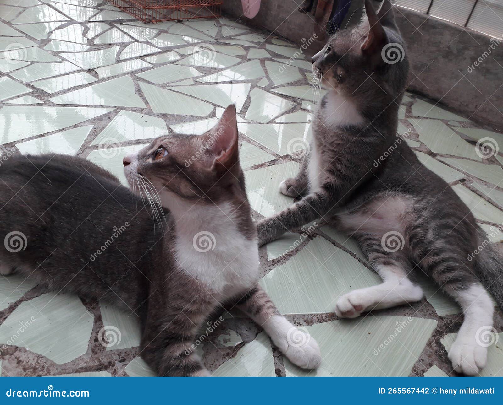 Shocked Cat, What Happen There. Stock Photo - Image of shocked, happen ...