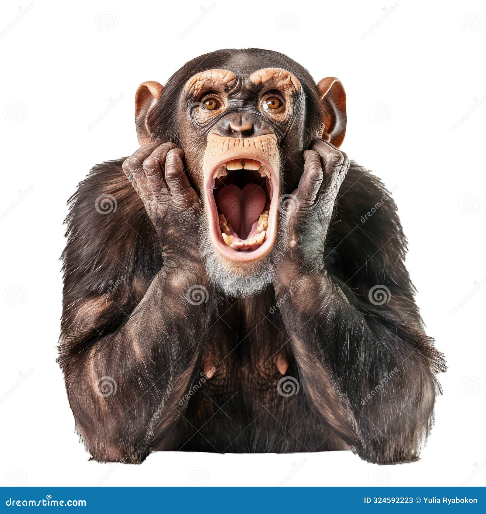 Shocked Chimpanzee with Open Mouth on Transparent Background Stock ...