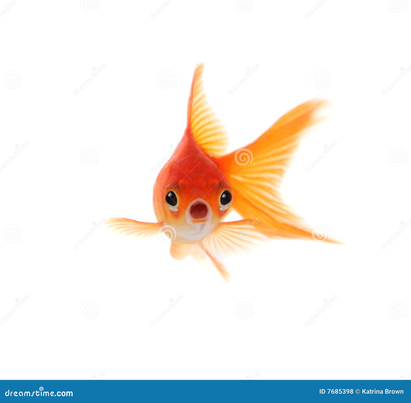 Scared Goldfish That Will Soon Be Eaten Royalty-Free Stock Photography ...
