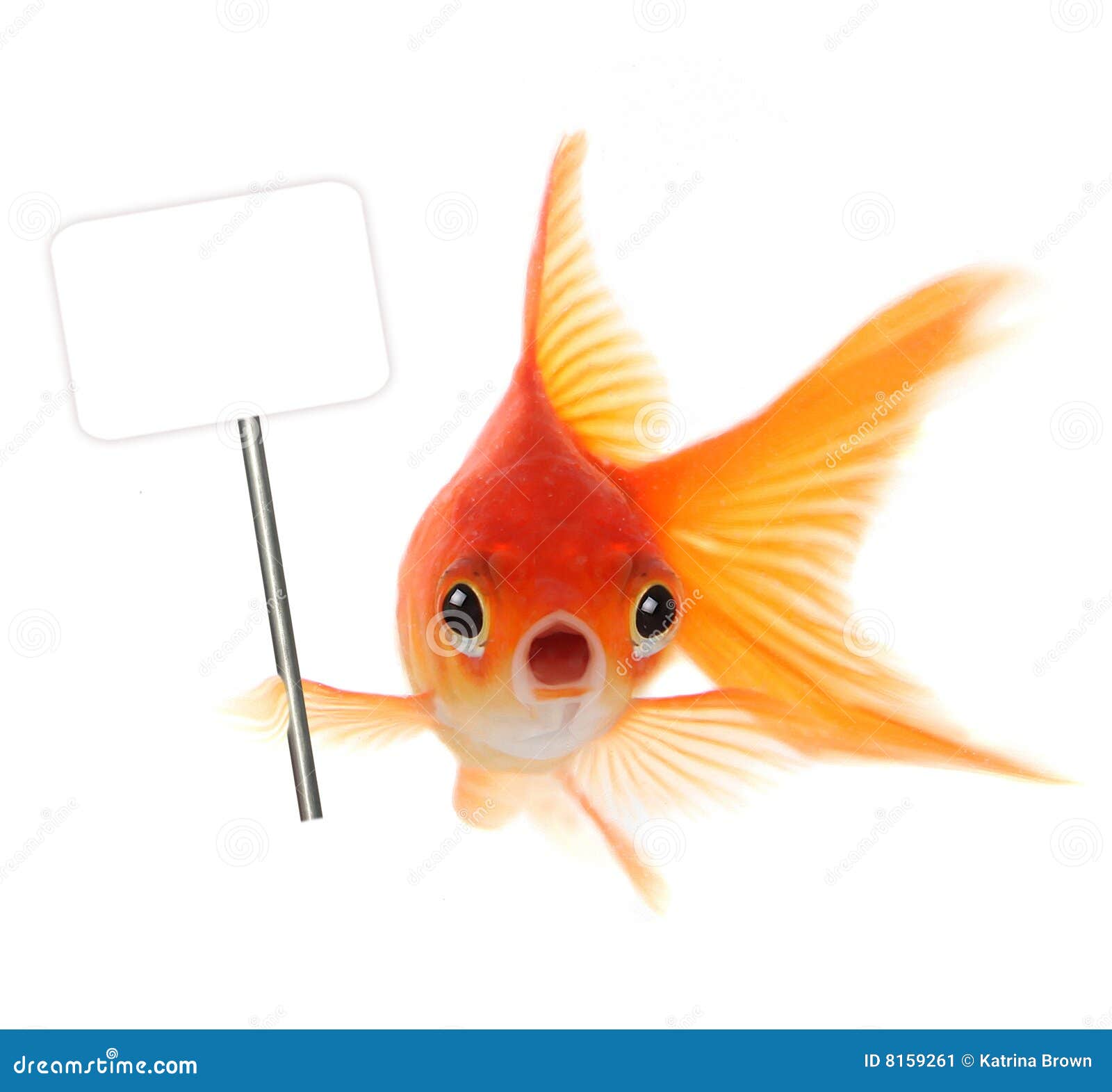 Scared Goldfish