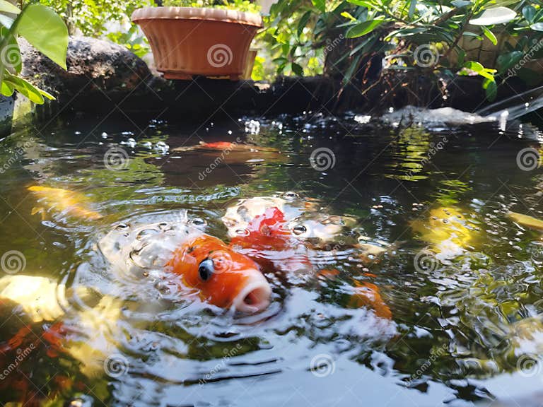 Shocked koi fish stock image. Image of reflection, fish - 255924999