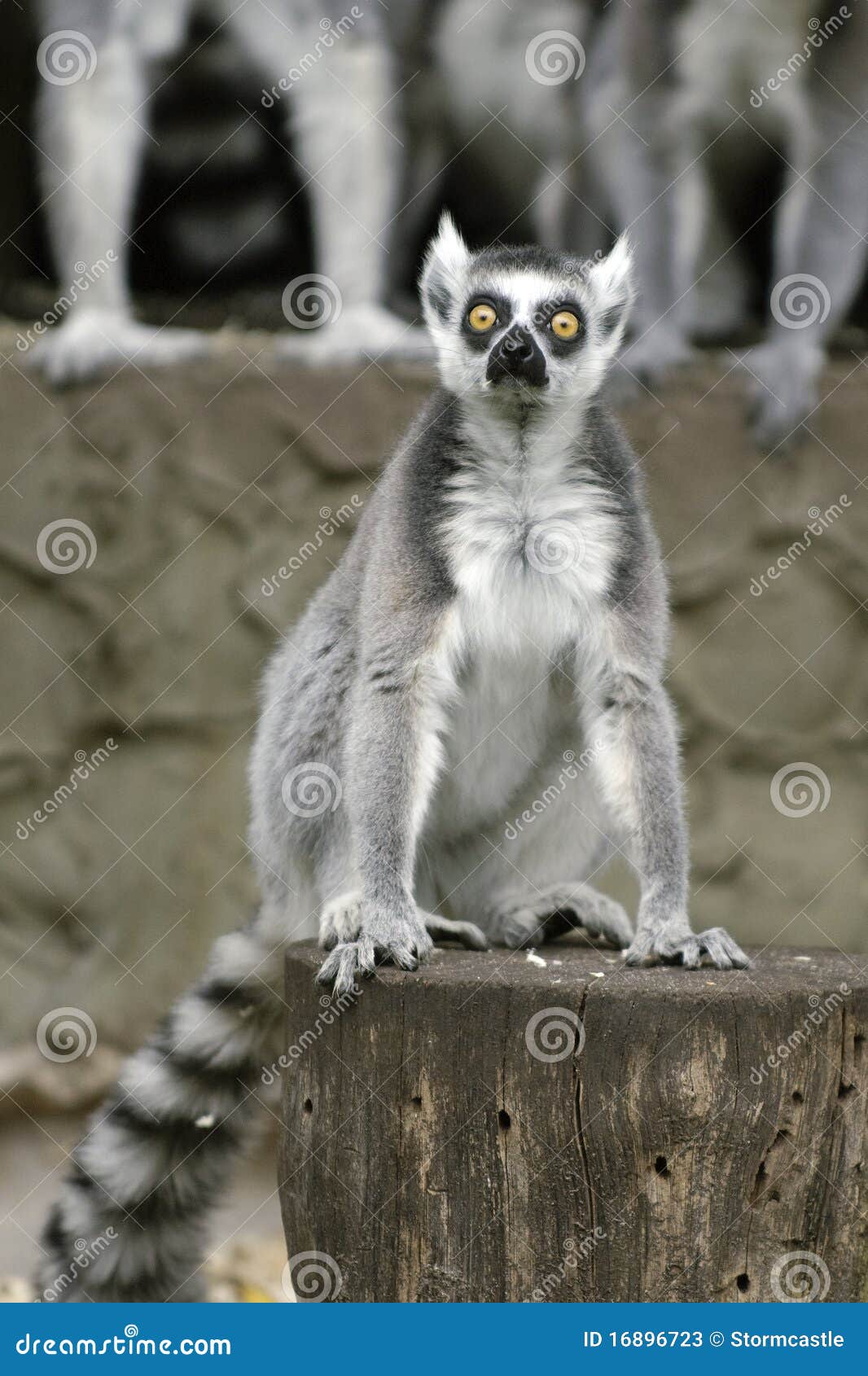 Shocked Lemur stock image. Image of environmental, tropical - 16896723