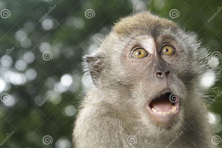 Shocked monkey expression stock image. Image of monkey - 6053955