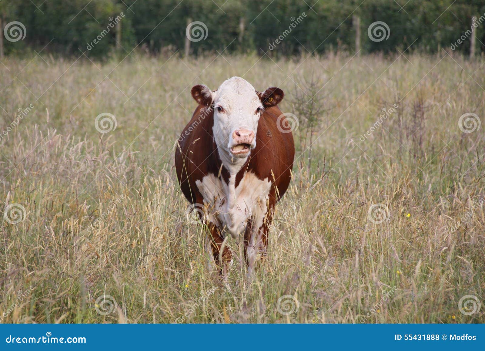 Shocked and Perplexed Cow stock photo. Image of industry - 55431888