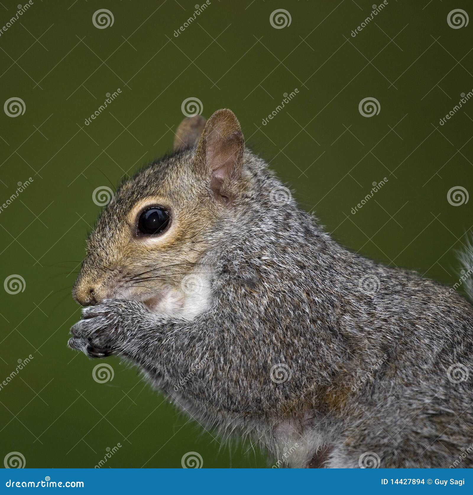 Shocked squirrel stock photo. Image of green, wildlife - 14427894