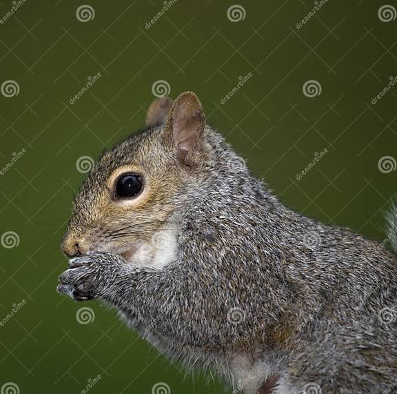Shocked squirrel stock photo. Image of green, wildlife - 14427894