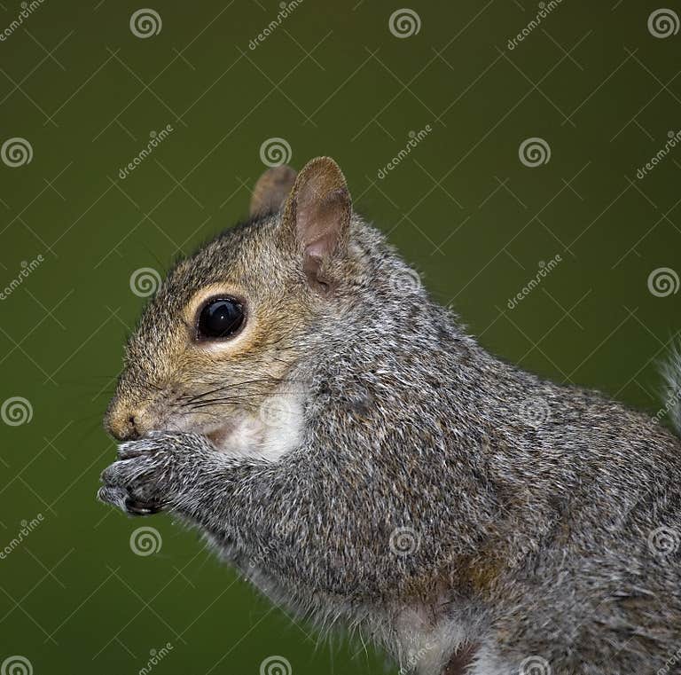 Shocked squirrel stock photo. Image of green, wildlife - 14427894