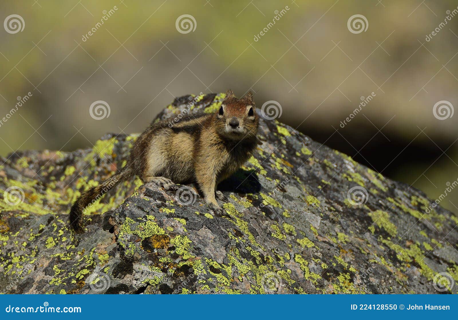 Shocked squirrel stock photo. Image of cute, tail, ground - 224128550