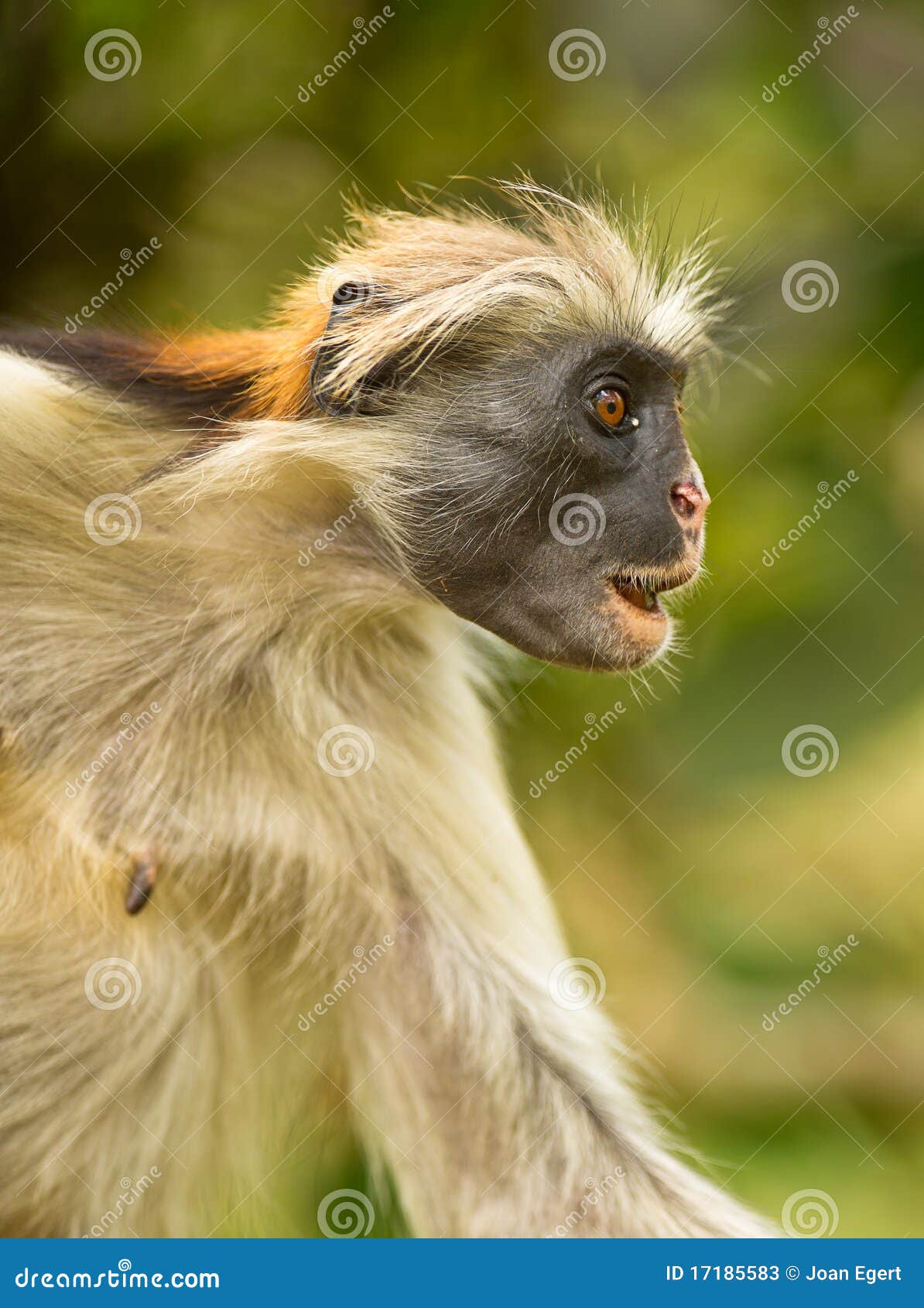 A Shocked Zanzibar Red Colobus Monkey Stock Image - Image of african ... A Shocked Zanzibar Red Colobus Monkey Stock Image - Image of african ...