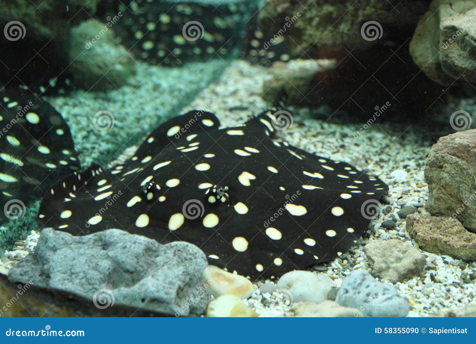 Shockfish or Batoidea stock photo. Image of coralreef - 58355090