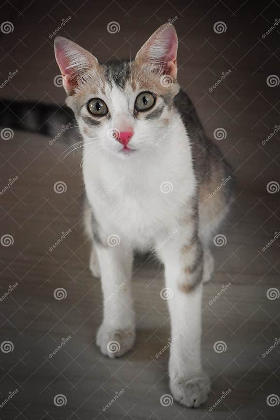 Shocking Cute cat kitten stock image. Image of snout - 180765071