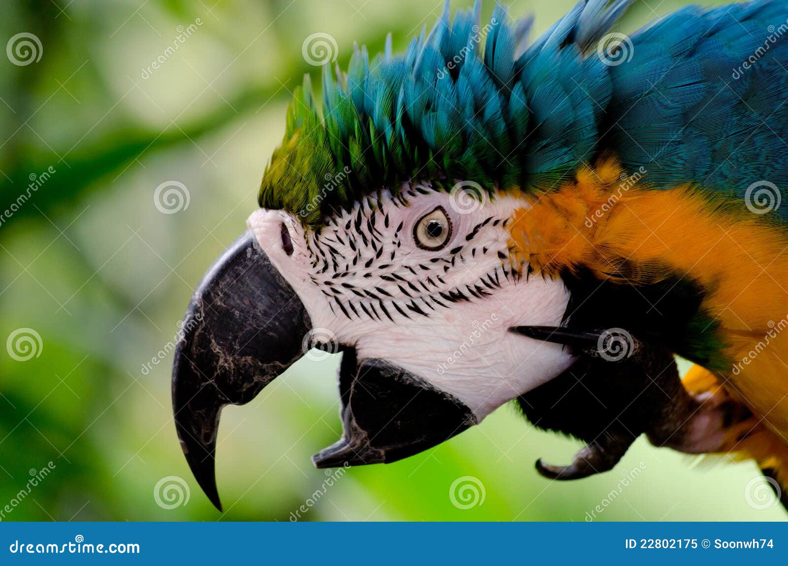 Shocking parrot stock image. Image of green, bird, feather - 22802175