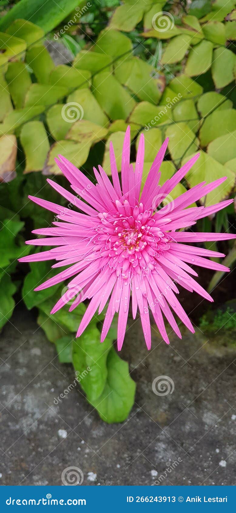 Shocking Pink Dahlia Flower Bloom Stock Image - Image of dahlia ...