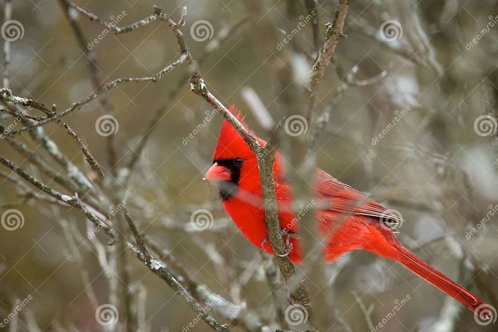 Shocking Red stock photo. Image of nature, creature, blur - 29410128