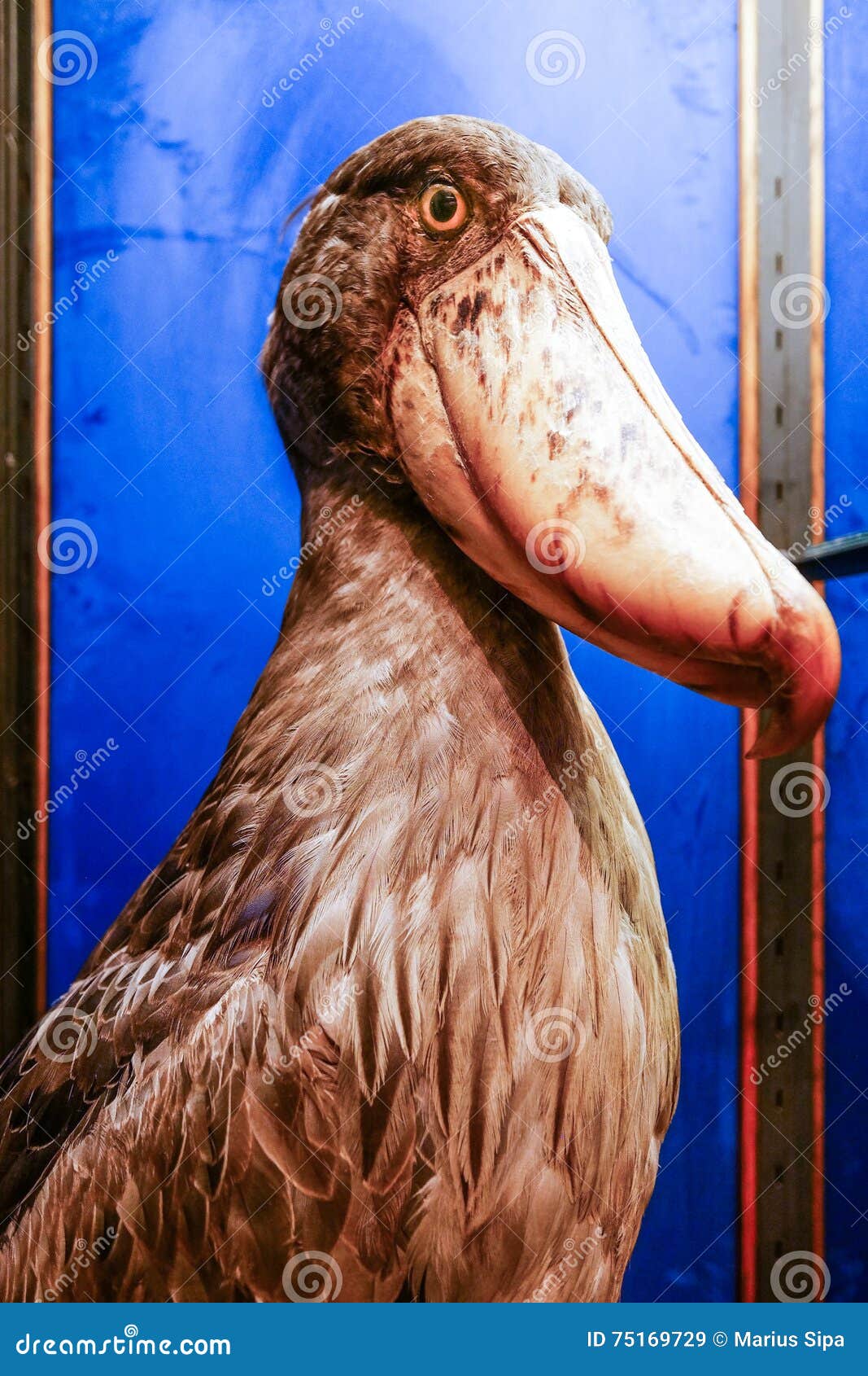 The Shoe-Billed Stork stock image. Image of billed, fauna - 75169729