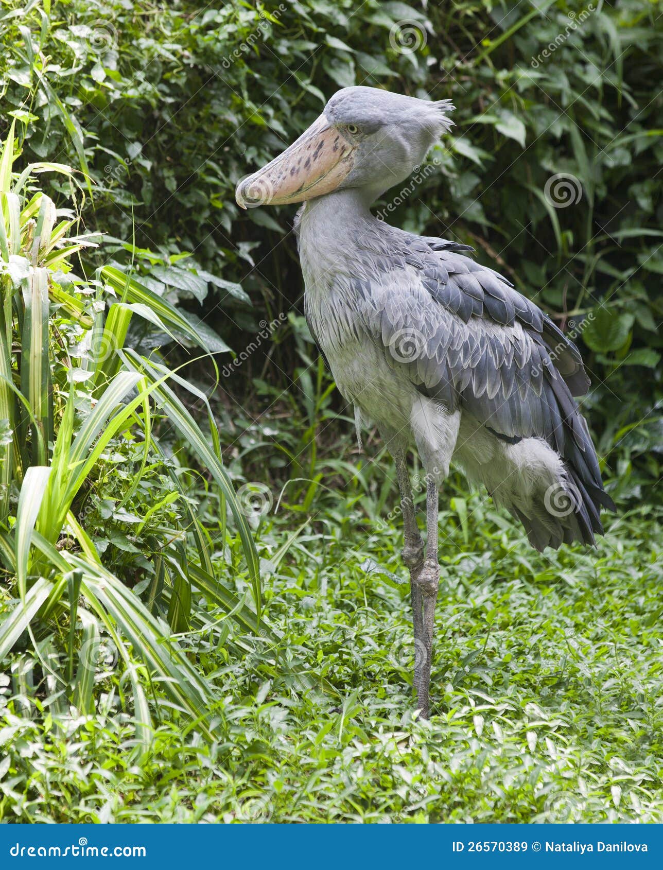 Shoe-billed Stork in Jungle Stock Image - Image of beauty, head: 26570389