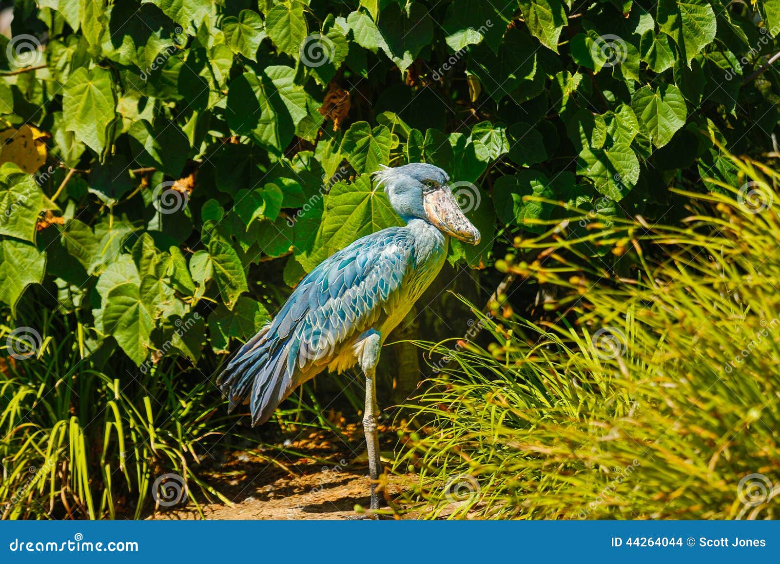 Shoe-billed Stork stock photo. Image of water, waterbird - 44264044