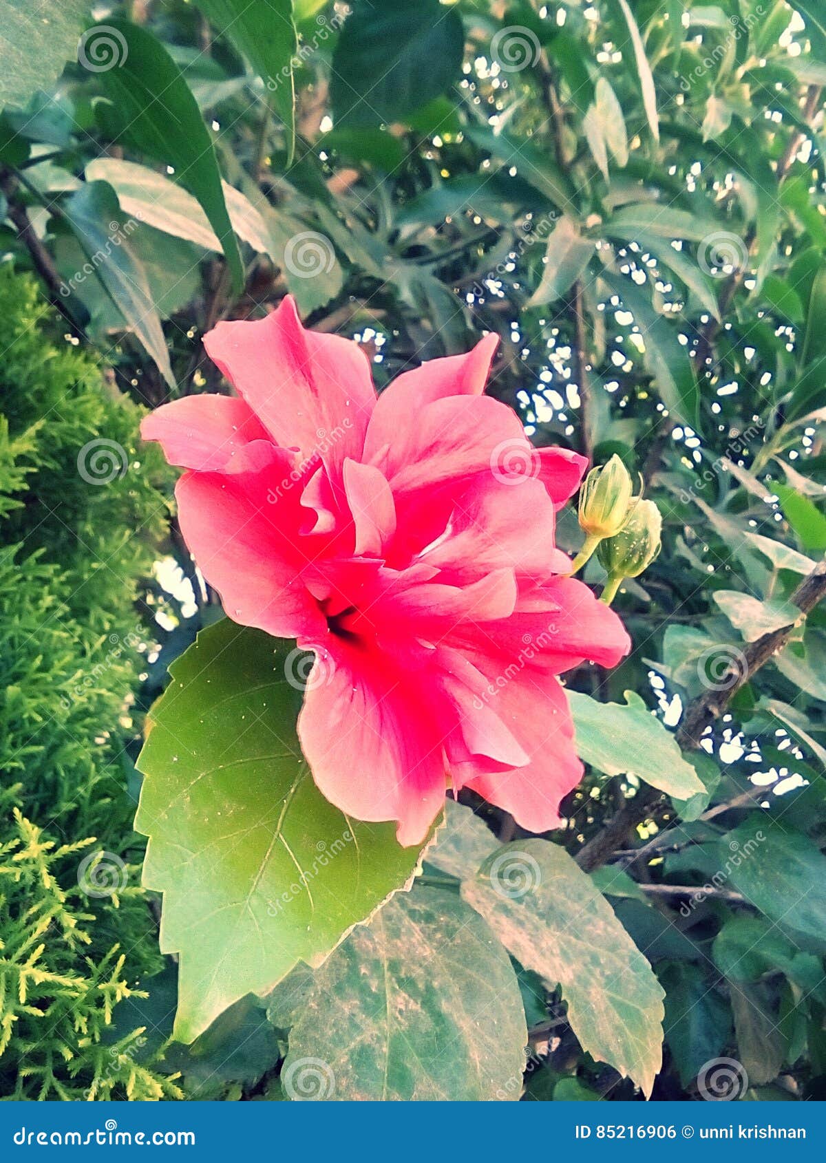 Shoe-flower stock photo. Image of flower, shoeflower - 85216906