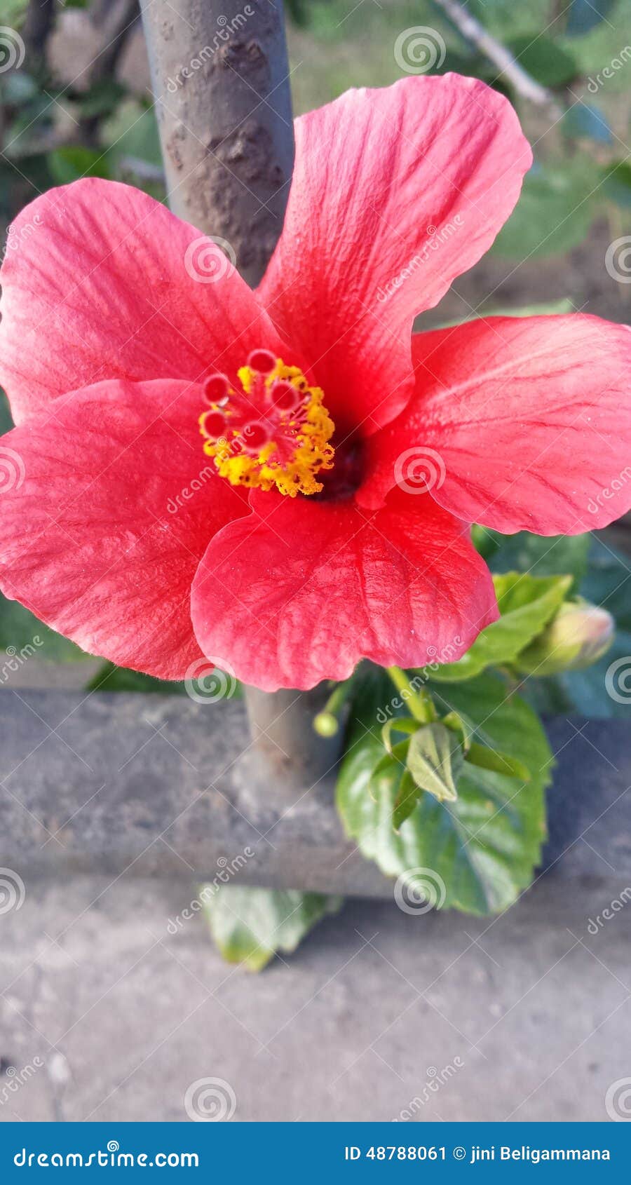 Shoe flower stock image. Image of iron, growing, shoe - 48788061