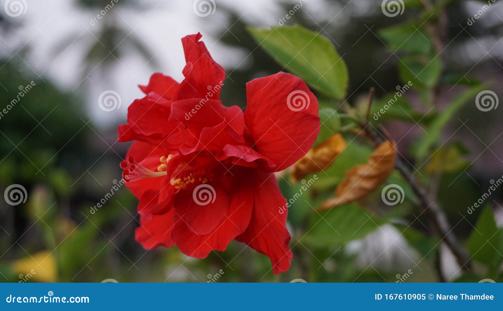 Shoe Flower Hibiscus Chinese Rose Scientific Name Hibiscus Rosa