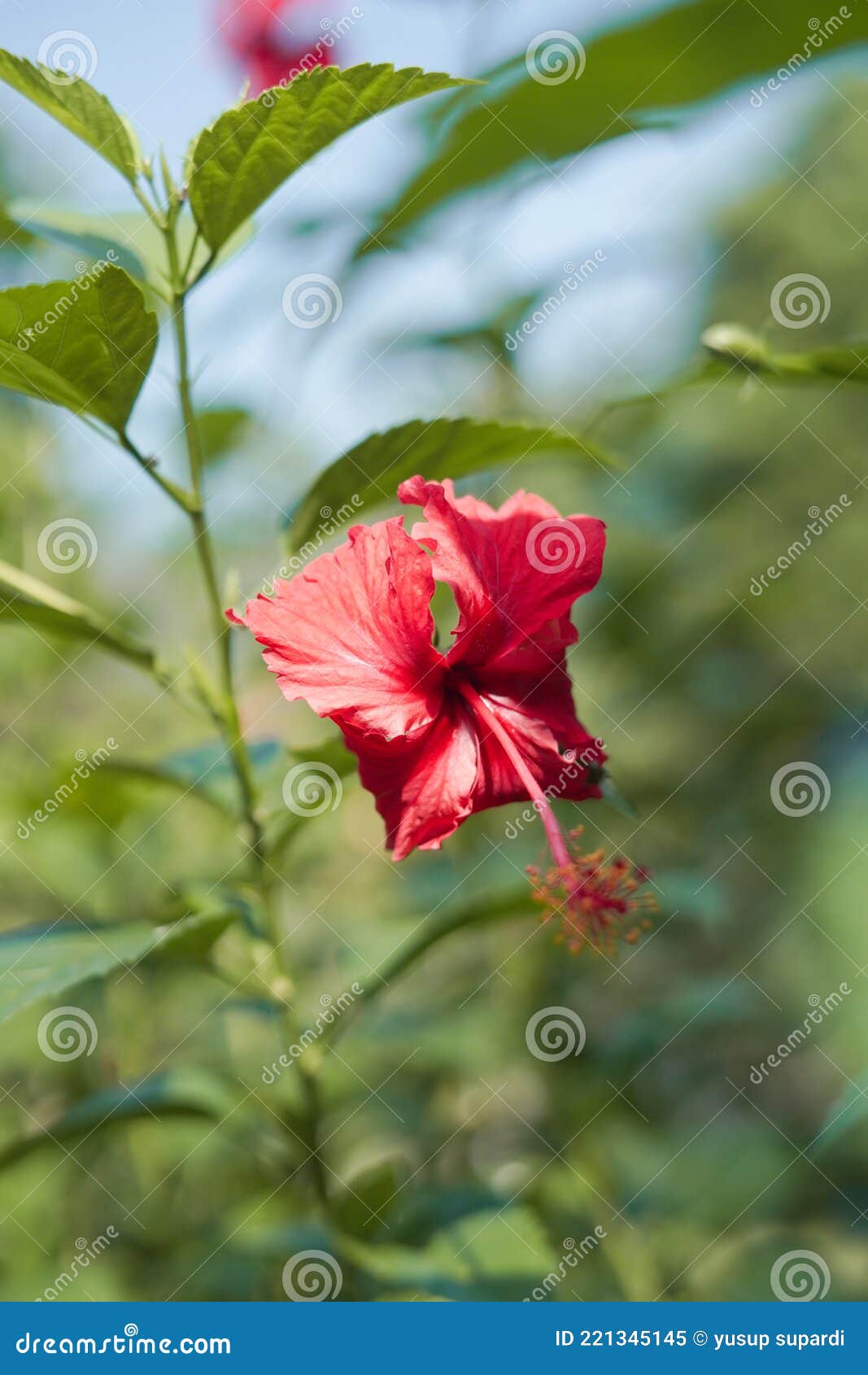 Shoe flower photo stock image. Image of leaf, wildflower - 221345145