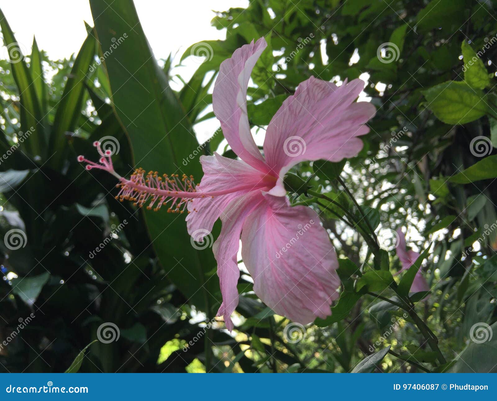 Shoe flower stock image. Image of natural, nature, shoe - 97406087