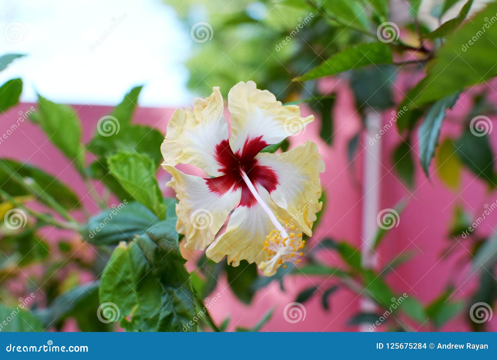 Shoe flower stock photo. Image of shoeflower, yellow - 125675284
