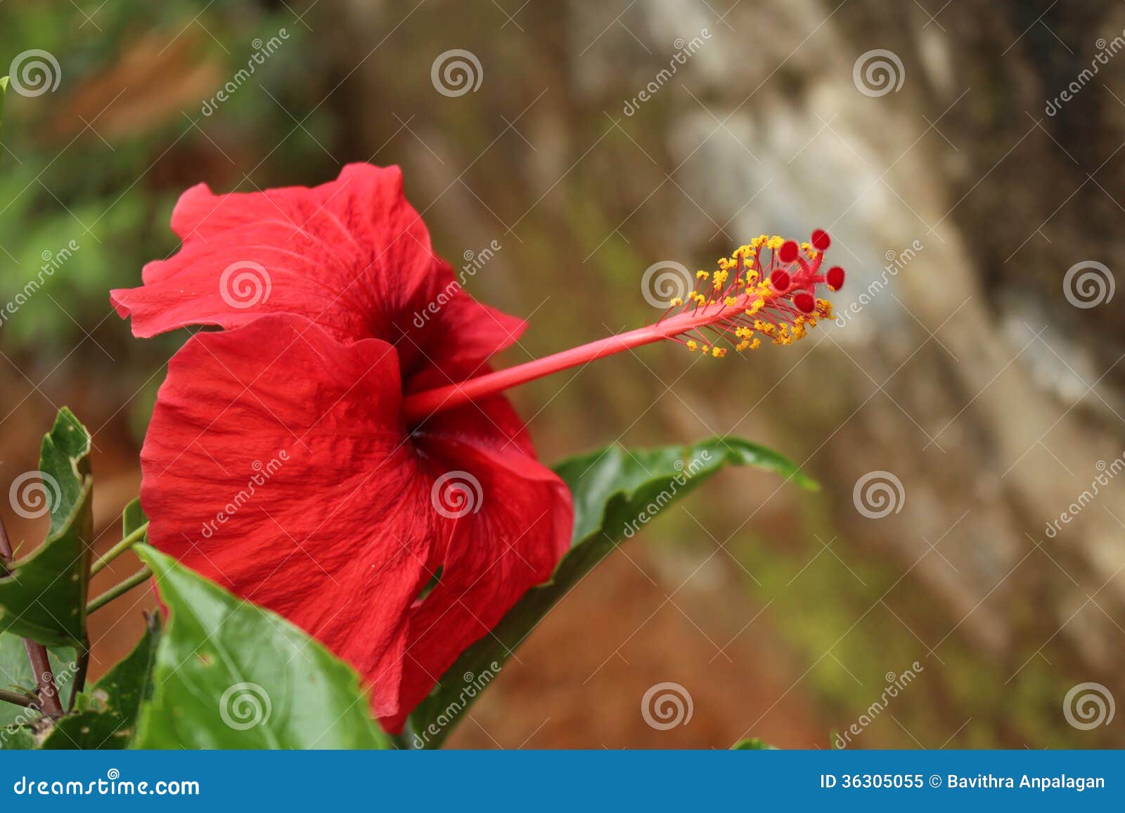 Shoe Flower stock image. Image of flower, hanging, leaves - 36305055