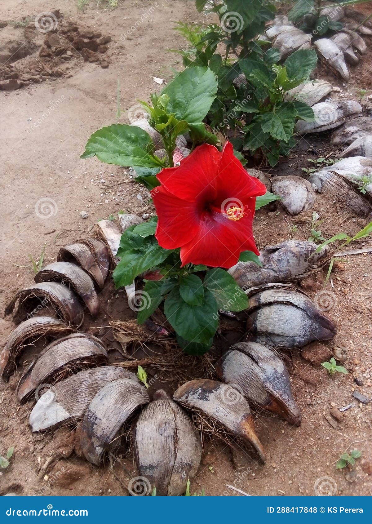 The Shoe Flower of Red in Sri Lanka Stock Photo - Image of tree, plant ...