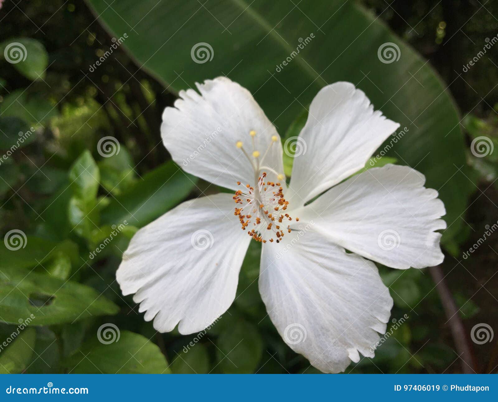 Shoe flower stock image. Image of green, nature, natural - 97406019