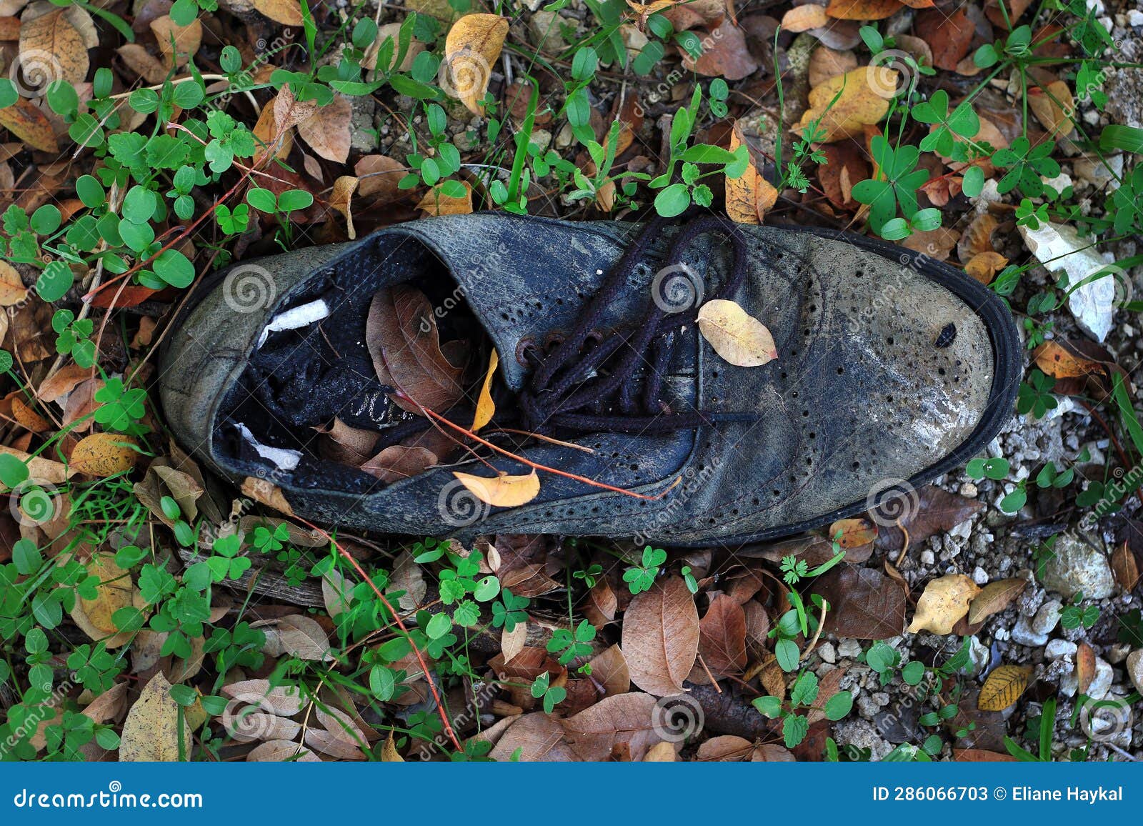 Shoe Lost in Forest stock image. Image of rubbish, used - 286066703
