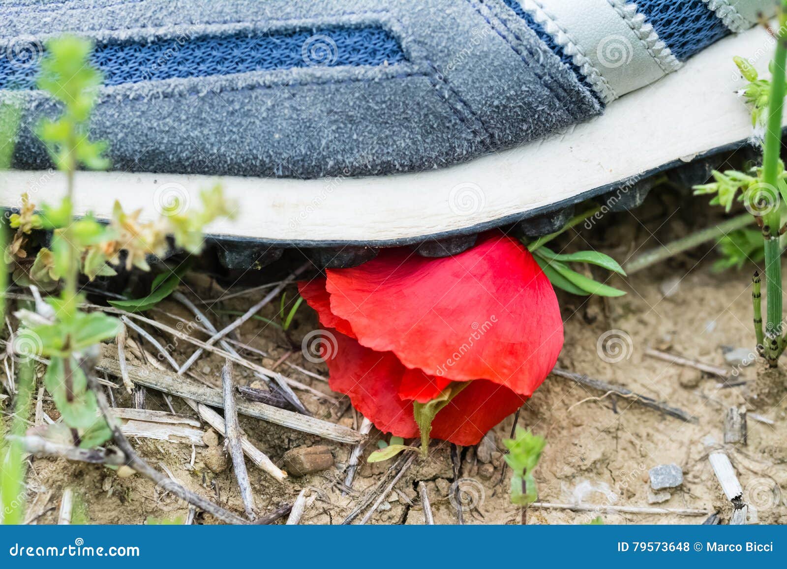 A Shoe of a Man Destroy a Poppy Flower Stock Photo - Image of plant ...
